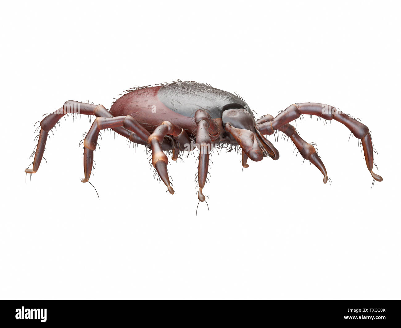 3d rendered illustration of a tick on white background Stock Photo - Alamy