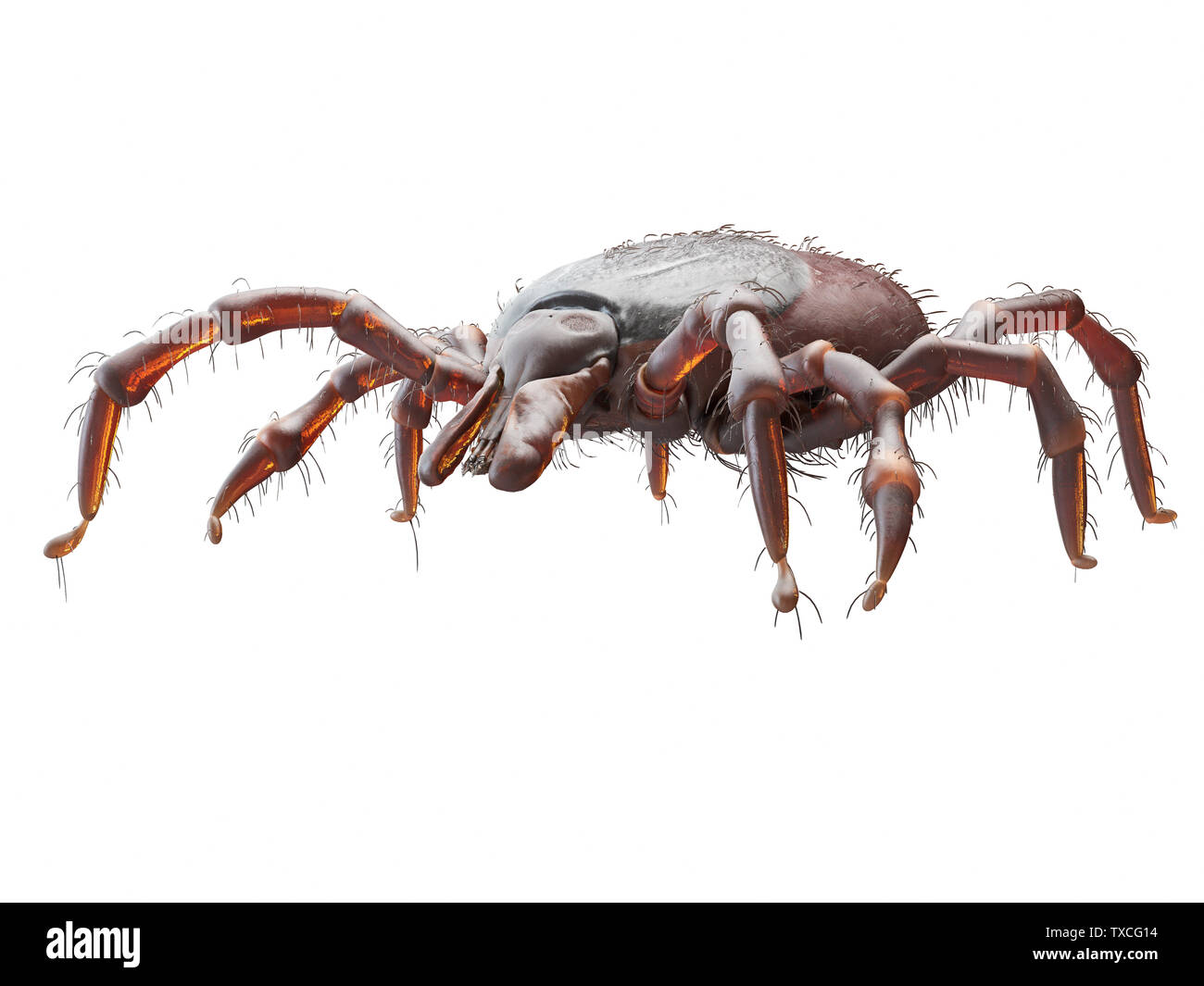 3d rendered illustration of a tick on white background Stock Photo - Alamy