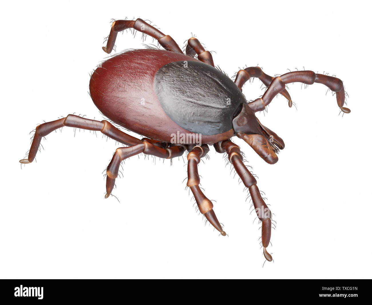 3d rendered illustration of a tick on white background Stock Photo - Alamy