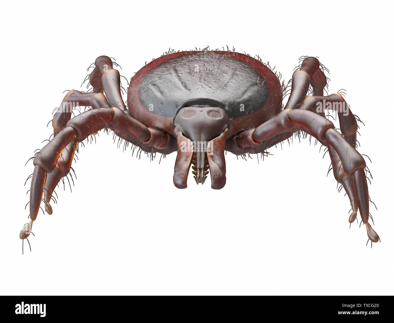 3d rendered illustration of a tick on white background Stock Photo - Alamy