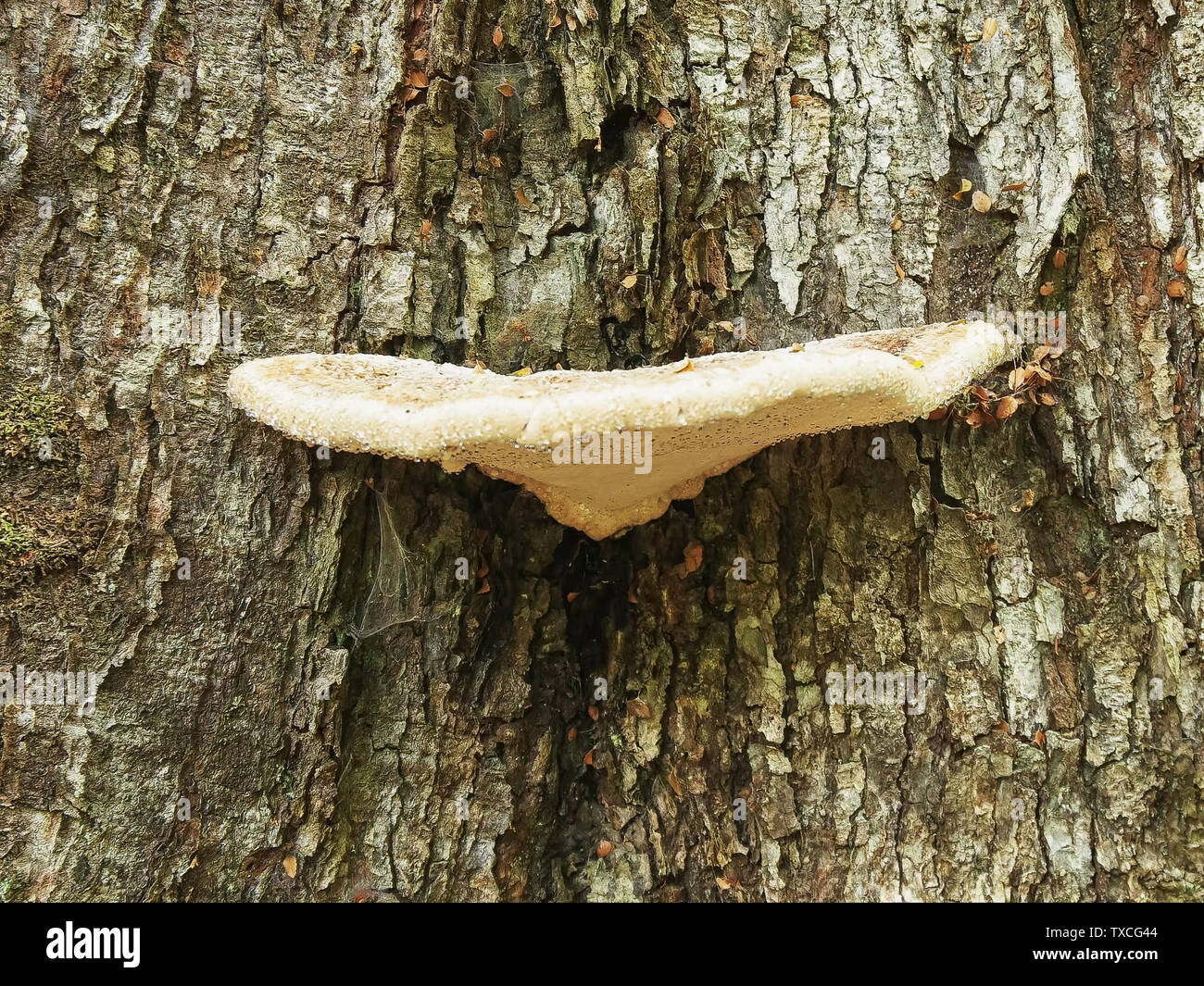 fungi growing on tree in the tarkine rain forest of tasmania Stock ...