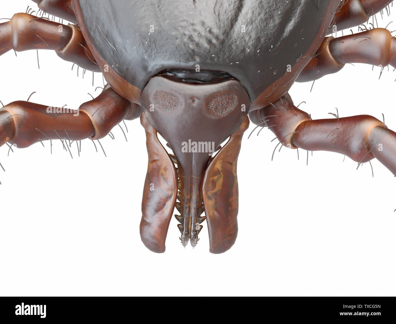 3d rendered illustration of a tick on white background Stock Photo - Alamy