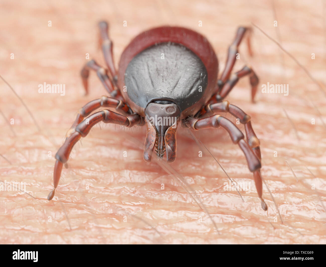 3d rendered illustration of a tick crawling on human skin Stock Photo ...