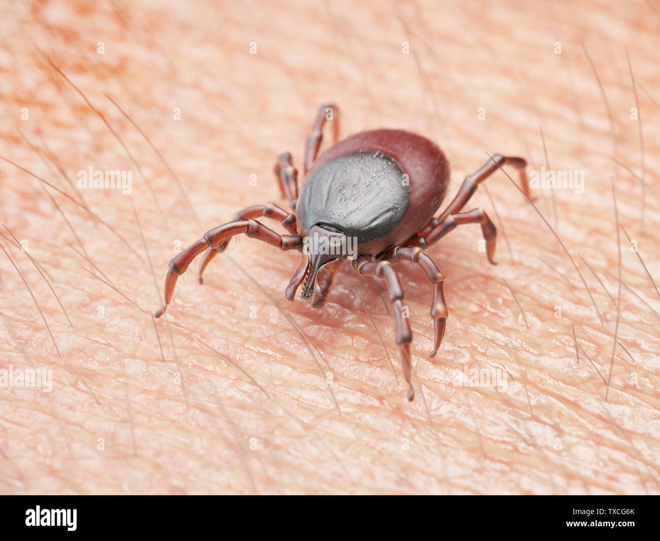 3d rendered illustration of a tick crawling on human skin Stock Photo ...