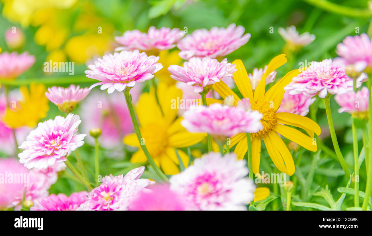 Margarita ornamental hi-res stock photography and images - Alamy