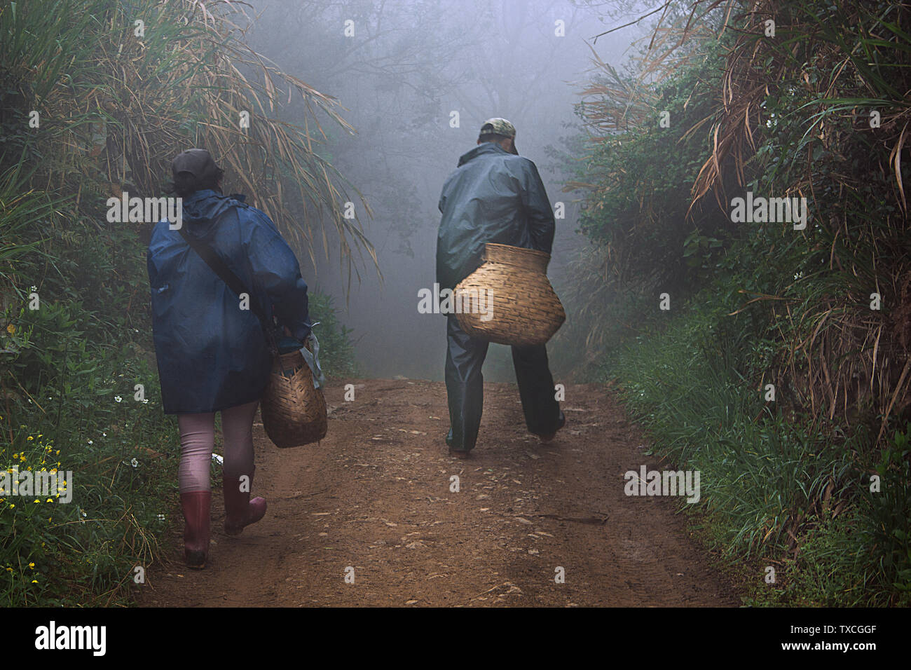 Male tea picker hi-res stock photography and images - Alamy