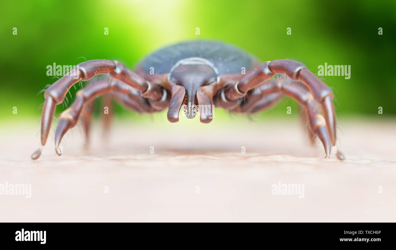 3d rendered medically accurate illustration of a tick crawling on human ...
