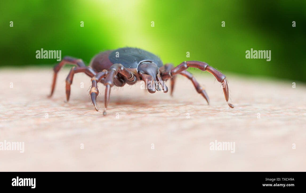 3d rendered illustration of a tick crawling on human skin Stock Photo ...