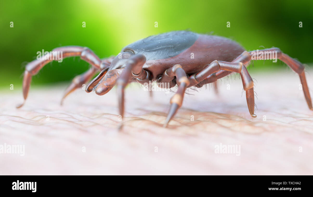 3d rendered illustration of a tick crawling on human skin Stock Photo ...