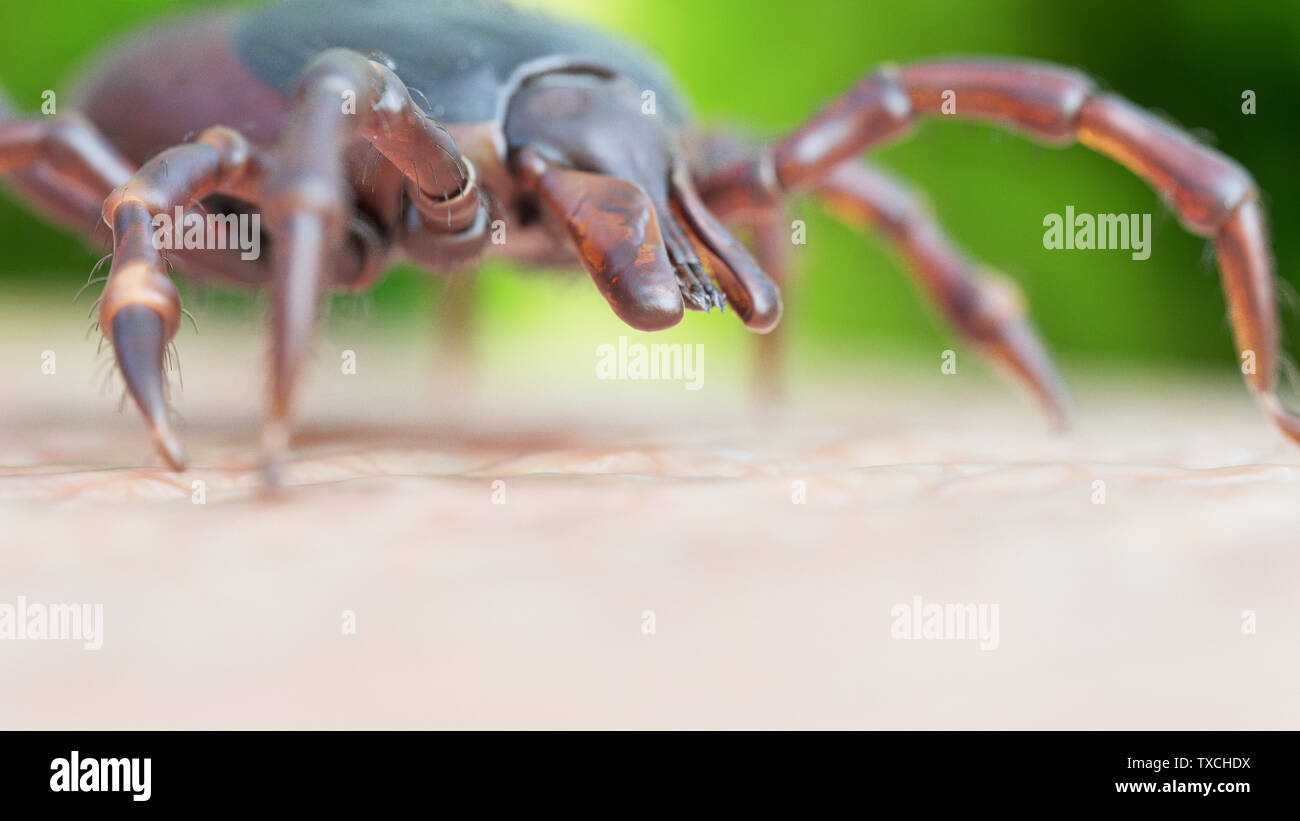 3d rendered illustration of a tick crawling on human skin Stock Photo ...