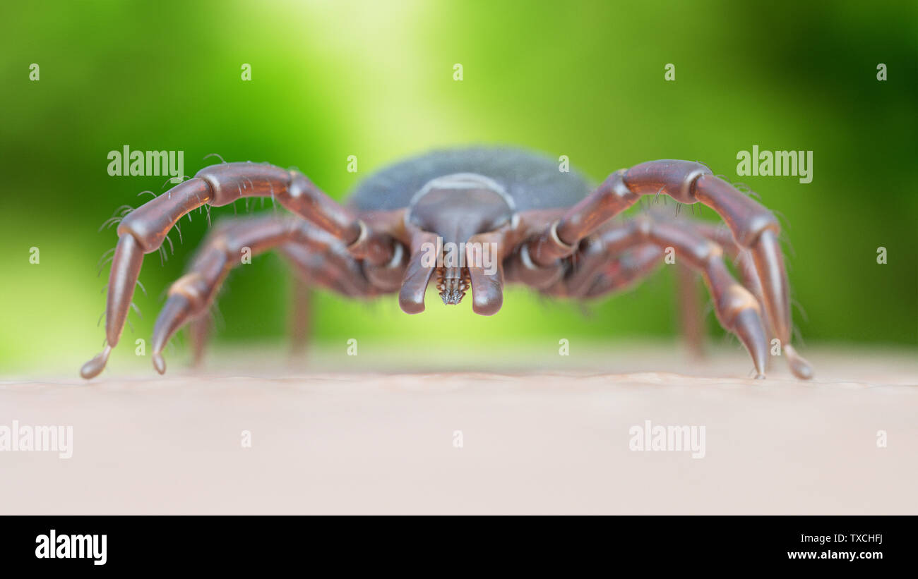 3d rendered illustration of a tick crawling on human skin Stock Photo ...