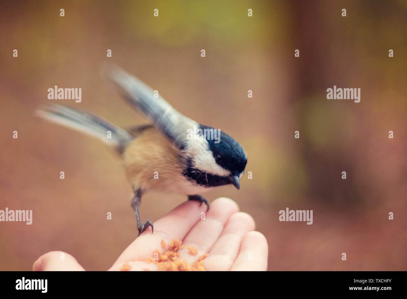 Little bird sitting on a hand of a human and eating seeds Stock Photo ...