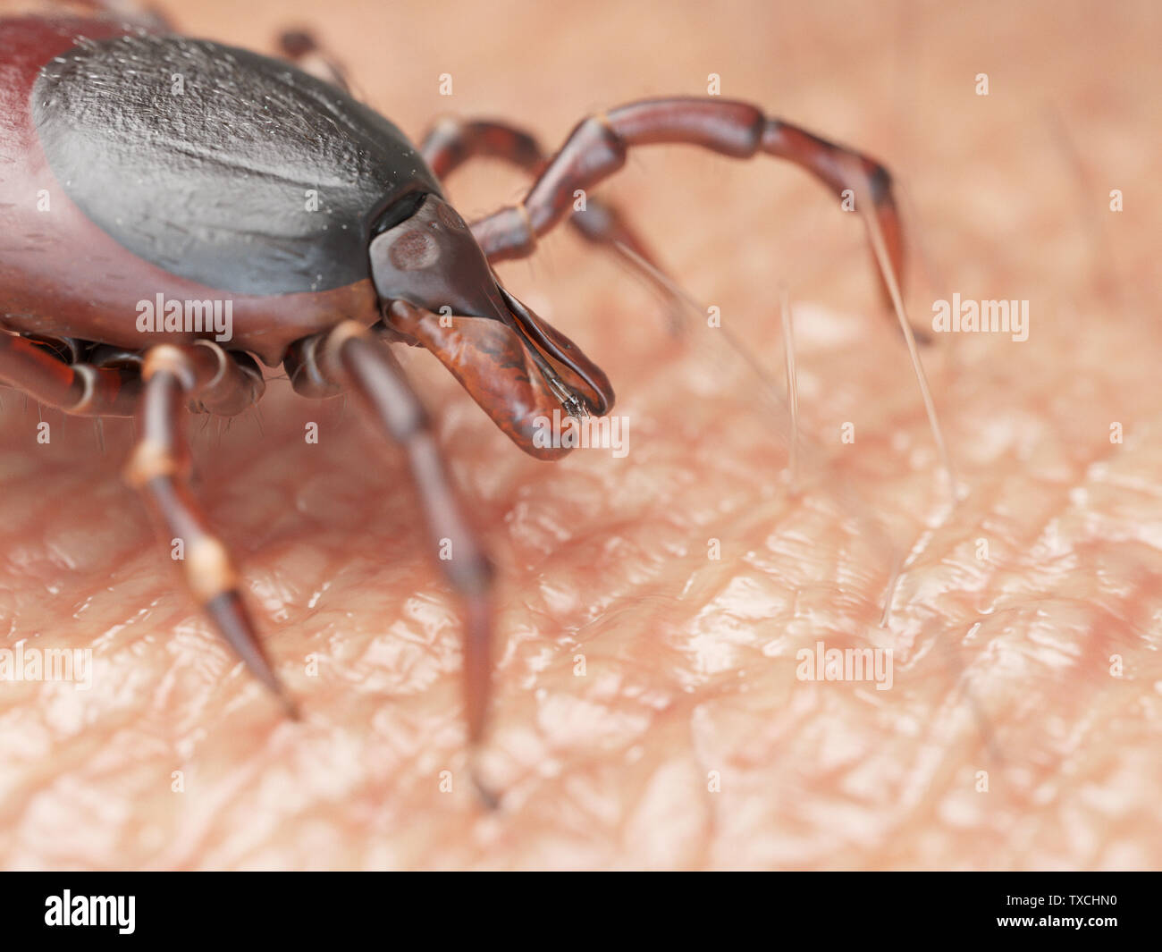 3d rendered illustration of a tick crawling on human skin Stock Photo ...
