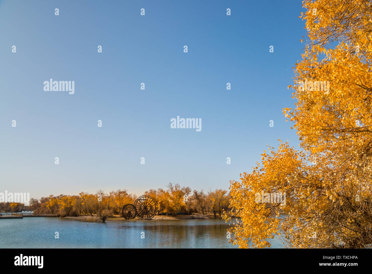 Poplar Lin, lake, reflection, beautiful scenery Stock Photo - Alamy