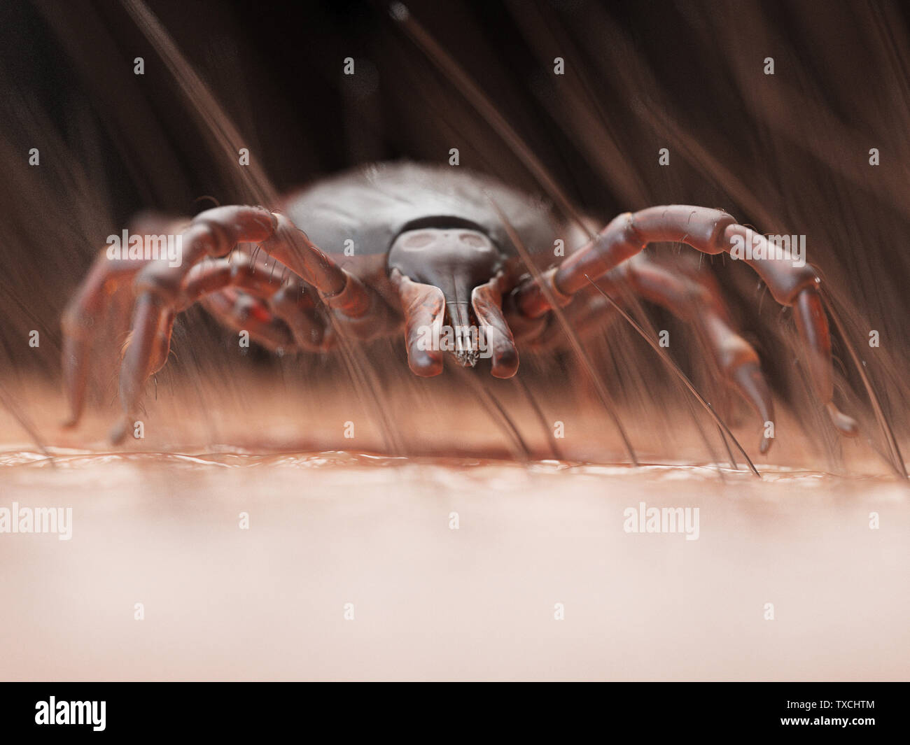 3d rendered illustration of a tick crawling on human skin Stock Photo ...