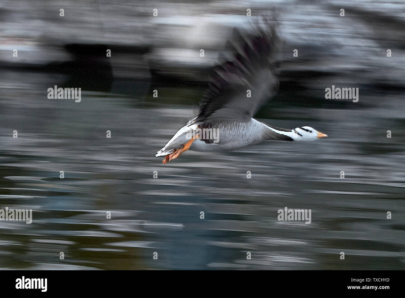 Slow door snaps flying birds Stock Photo - Alamy