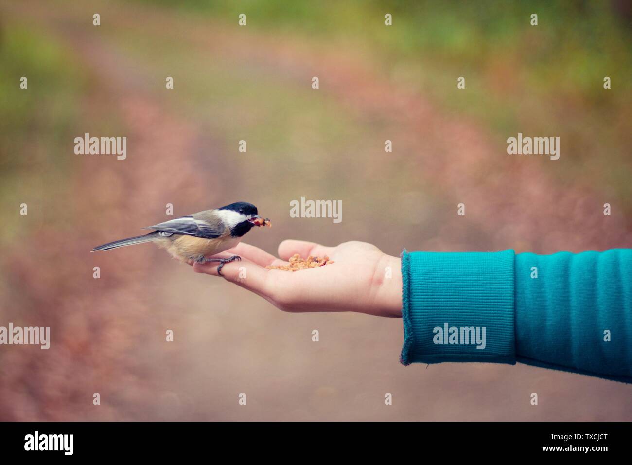 Little bird sitting on a hand of a human and eating seeds Stock Photo ...
