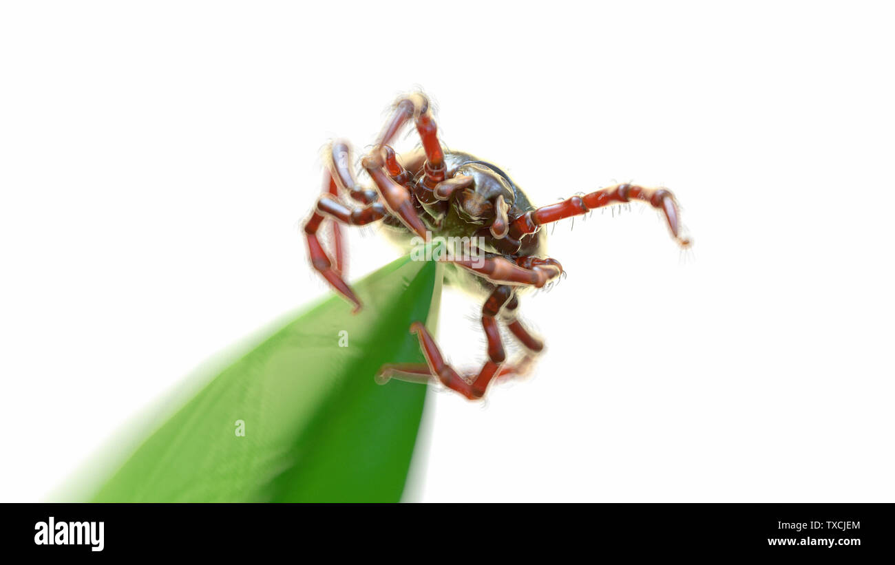 3d rendered illustration of a tick waiting for prey Stock Photo - Alamy
