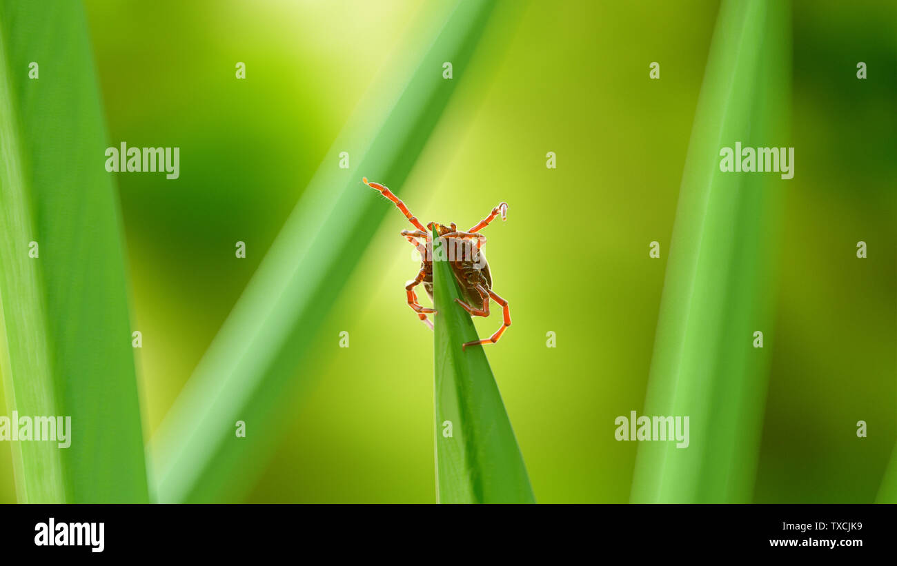 3d rendered illustration of a tick on a grass blade Stock Photo - Alamy