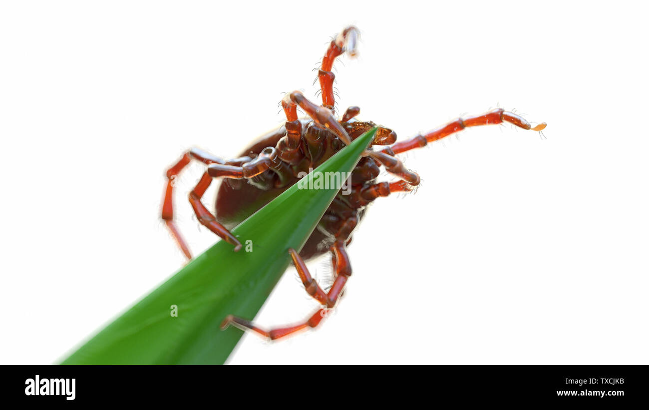 3d rendered illustration of a tick waiting for prey Stock Photo - Alamy