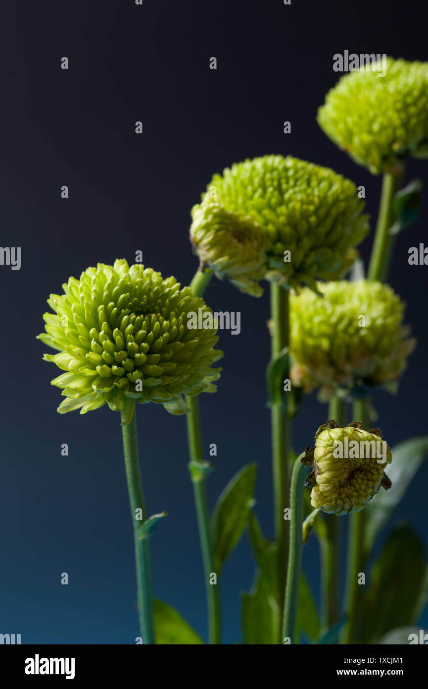 Mini chrysanthemum hi-res stock photography and images - Alamy