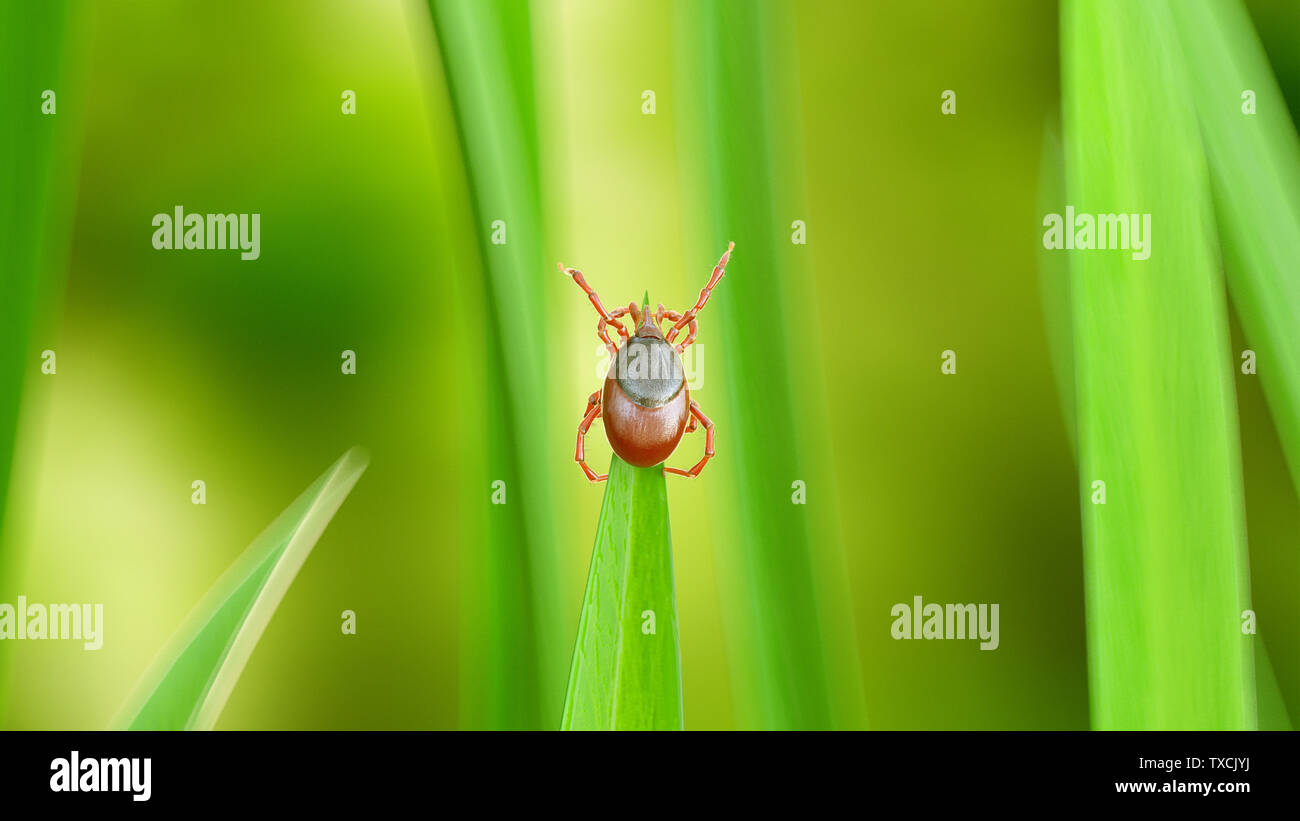 3d rendered illustration of a tick on a grass blade Stock Photo - Alamy