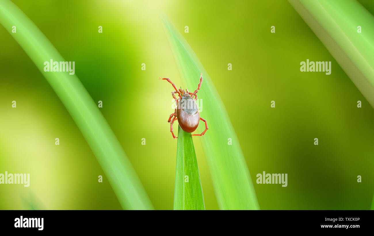 3d rendered illustration of a tick on a grass blade Stock Photo - Alamy