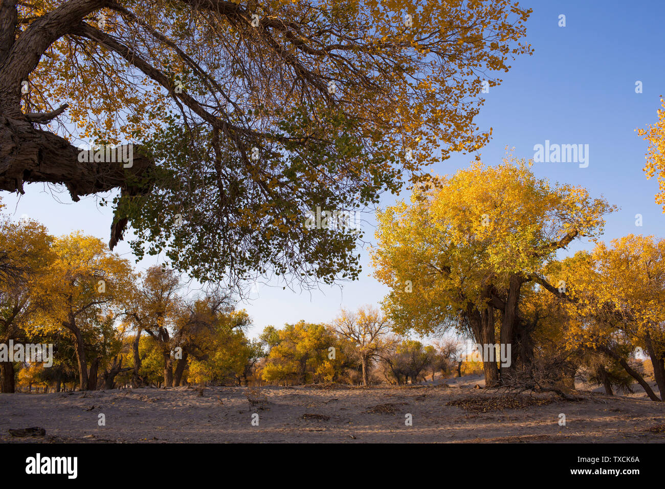 Hu yang lin hi-res stock photography and images - Alamy