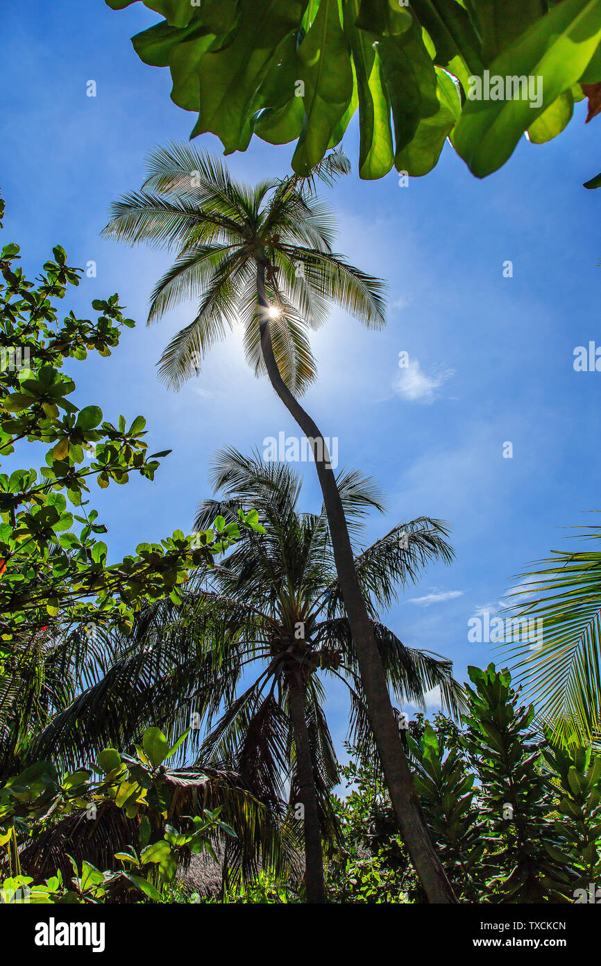 Attractive view of the Maldives Stock Photo - Alamy