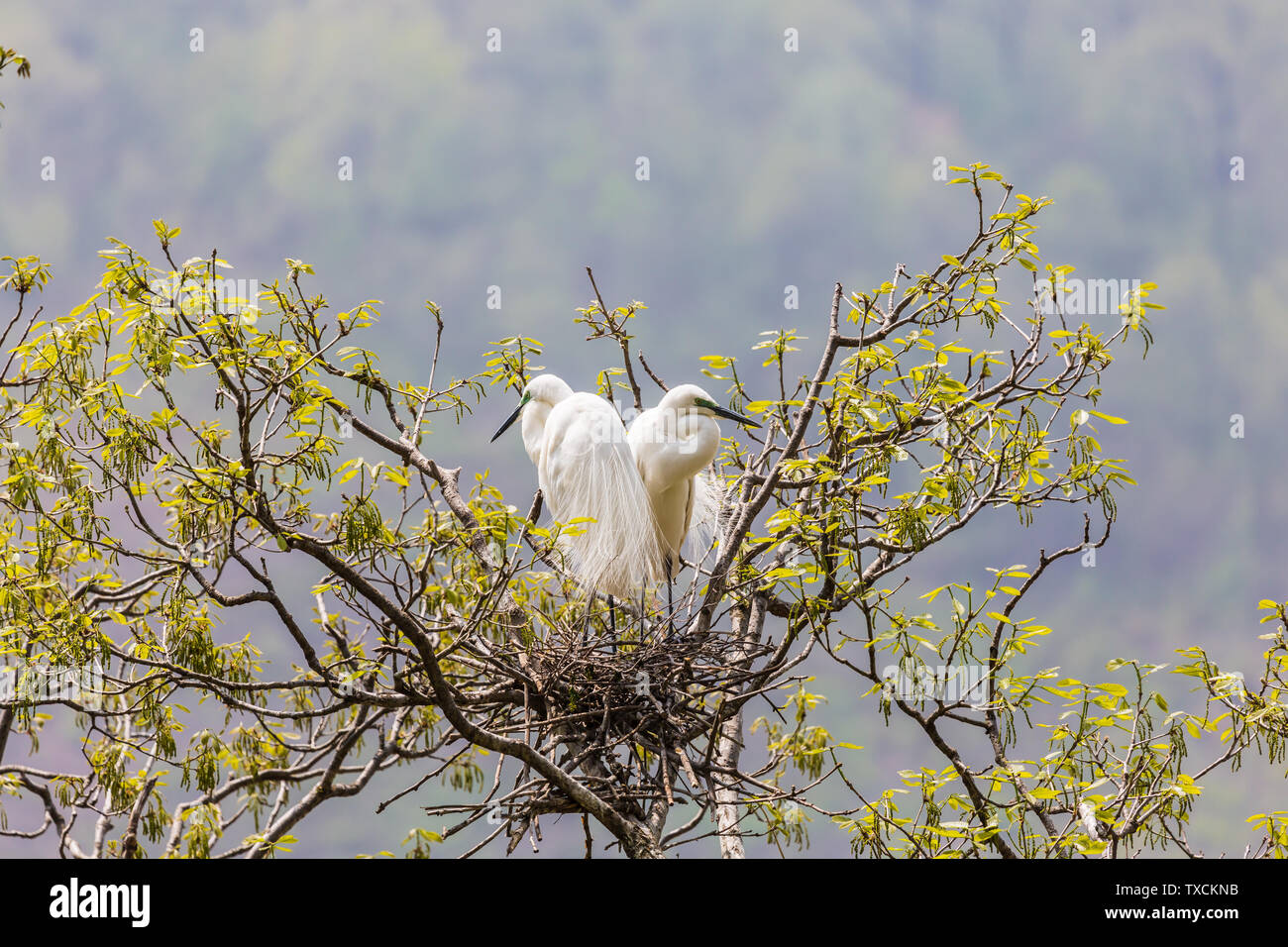 Egret herons fly freely and gracefully Stock Photo - Alamy