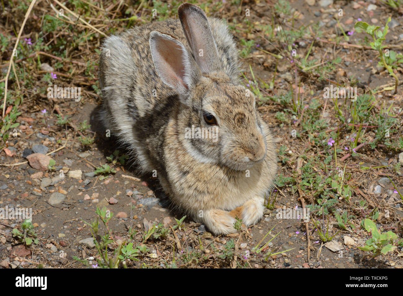 Wild Colorado cottontail rabbit or Sylvilagus floridanus resting in ...