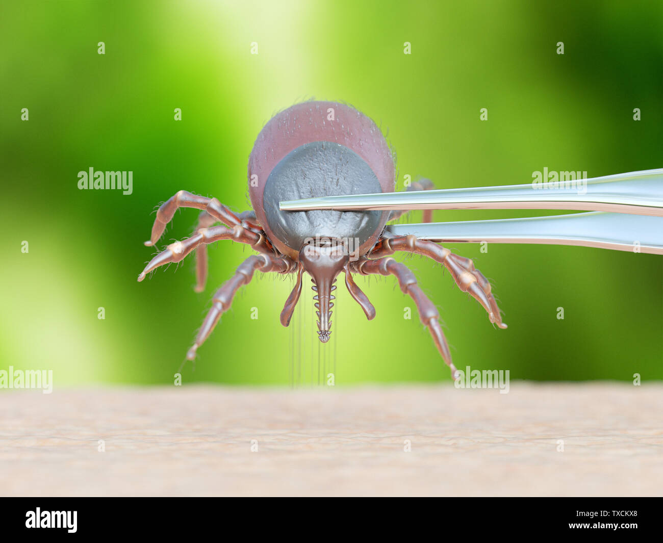3d rendered illustration of a tick being removed Stock Photo - Alamy