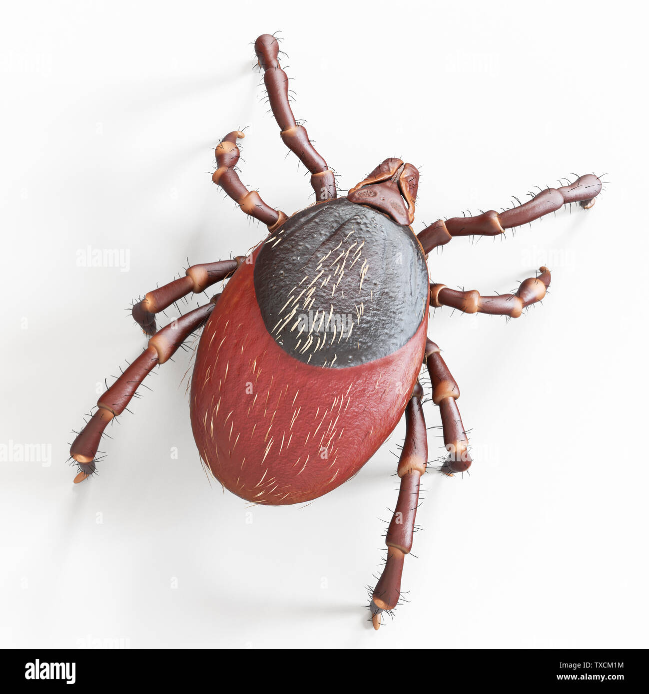 3d rendered, medically accurate illustration of a tick Stock Photo - Alamy