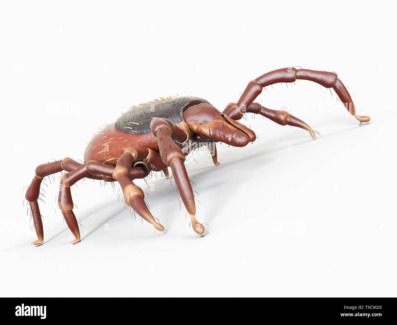3d rendered, medically accurate illustration of a tick Stock Photo - Alamy