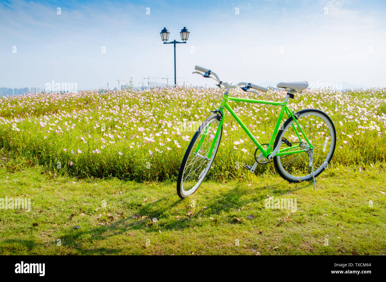Bicycles in the bushes Stock Photo - Alamy