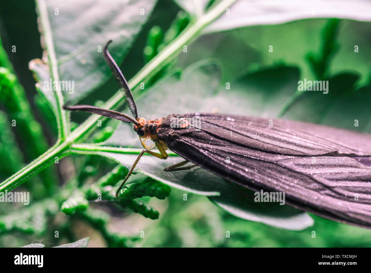 Pictures of insects Stock Photo - Alamy