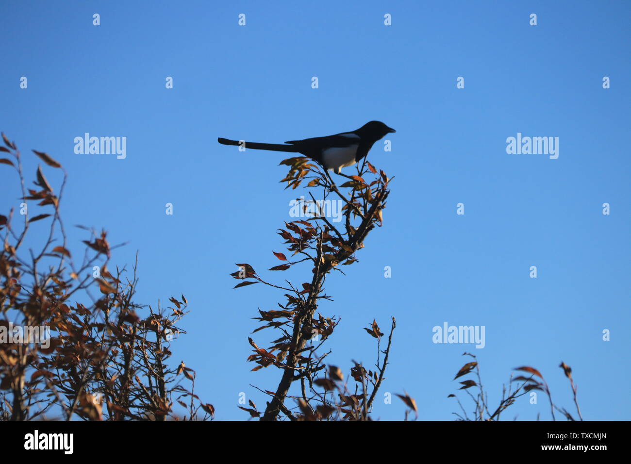 Magpie dam hi-res stock photography and images - Alamy