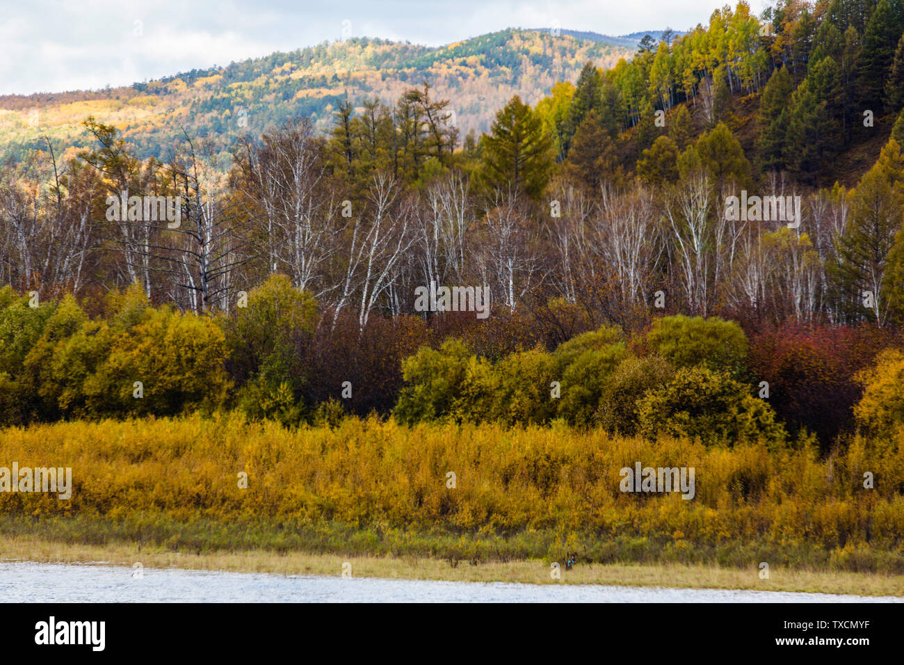 Autumn birch forest in the hinterland of Daxinganling, Inner Mongolia ...