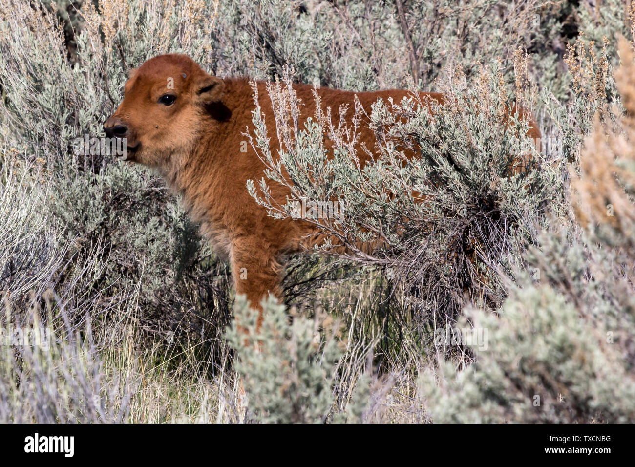 Bison calf (Bison bison) in the sagebrush at Mammoth Hot Springs in ...
