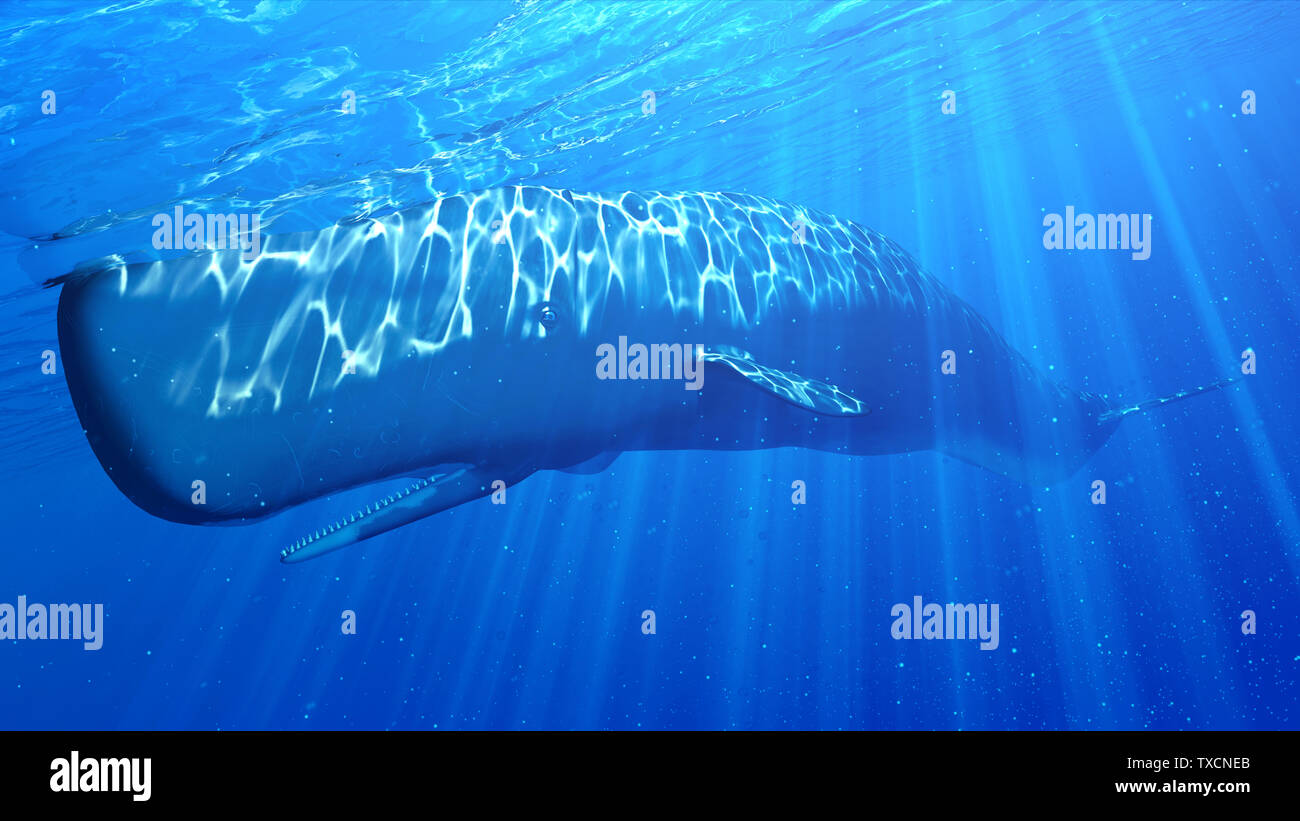 Sperm whale swimming underwater hi-res stock photography and images - Alamy