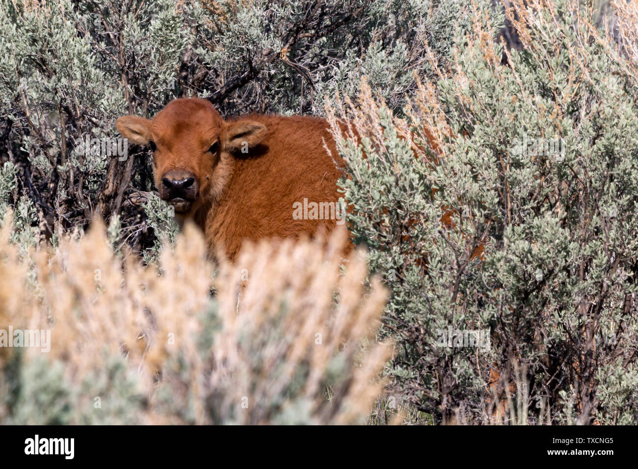 Bison calf (Bison bison) in the sagebrush at Mammoth Hot Springs in ...