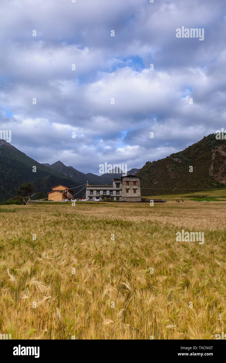 Highland barley field in hi-res stock photography and images - Alamy