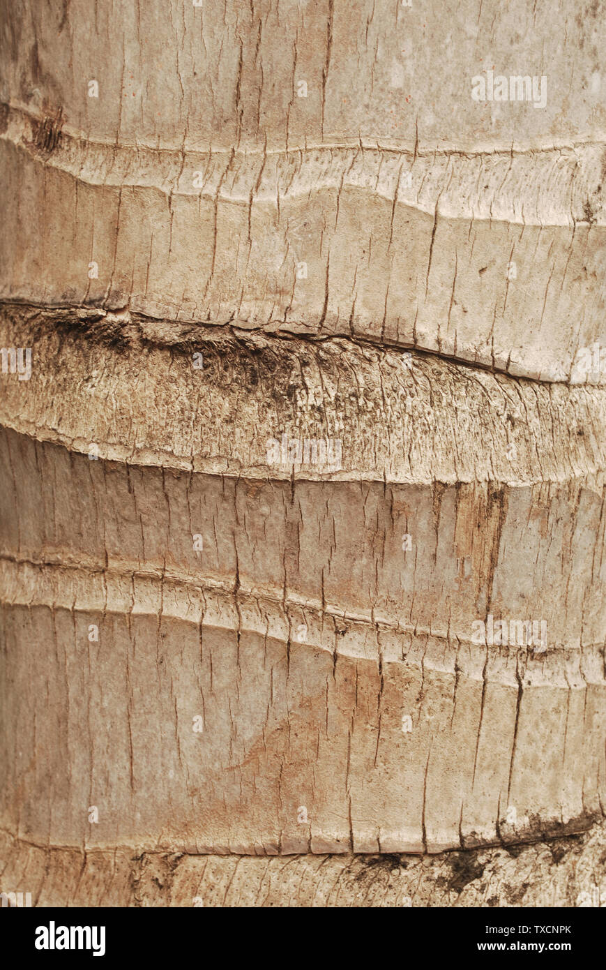 Coconut Leaf Patterns High Resolution Stock Photography and Images - Alamy