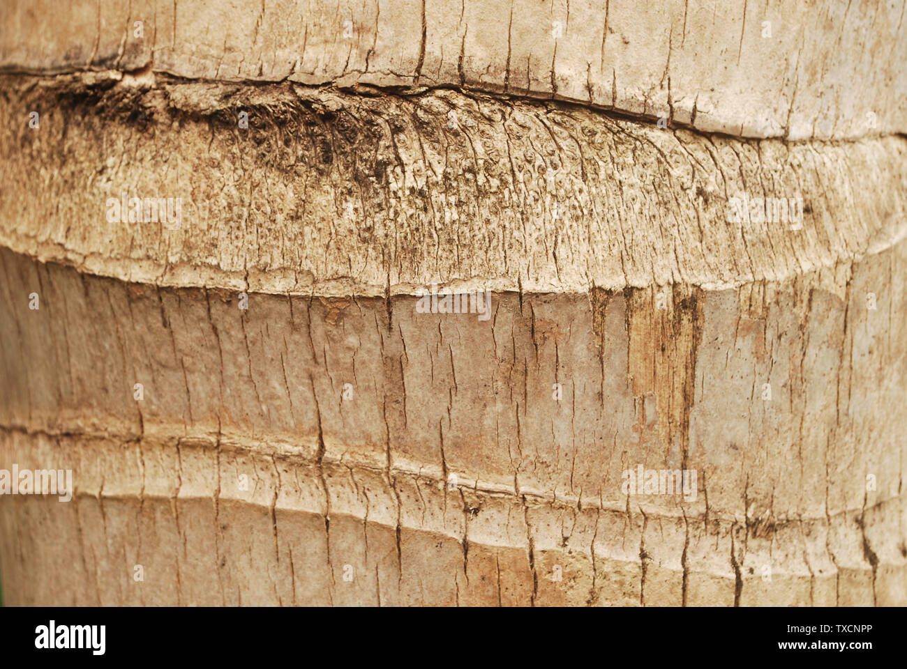 Coconut leaf patterns hi-res stock photography and images - Alamy