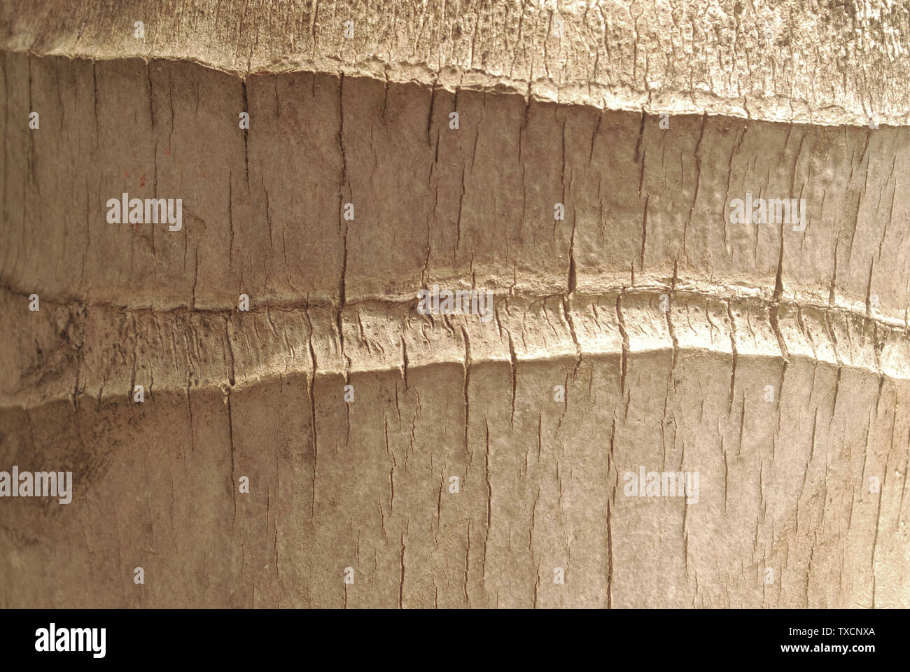 Coconut Leaf Patterns High Resolution Stock Photography and Images - Alamy