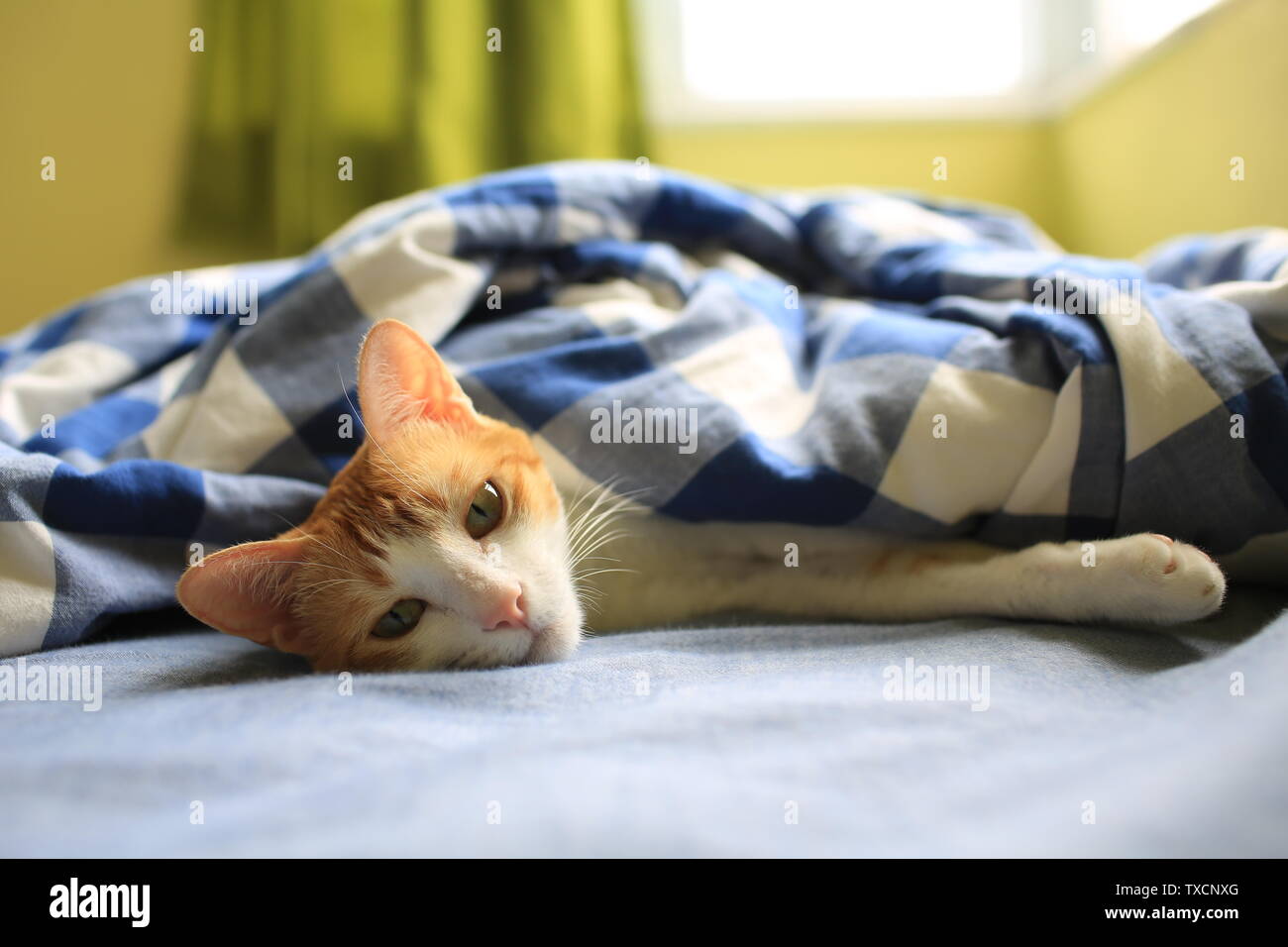 After catnap hi-res stock photography and images - Alamy