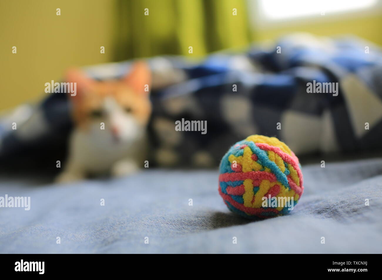 Hair ball cat hi-res stock photography and images - Alamy