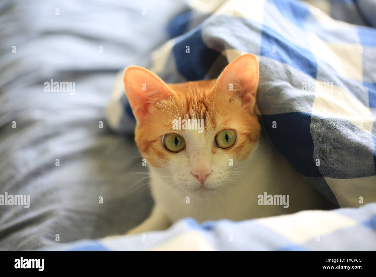 domestic ginger cat Stock Photo - Alamy