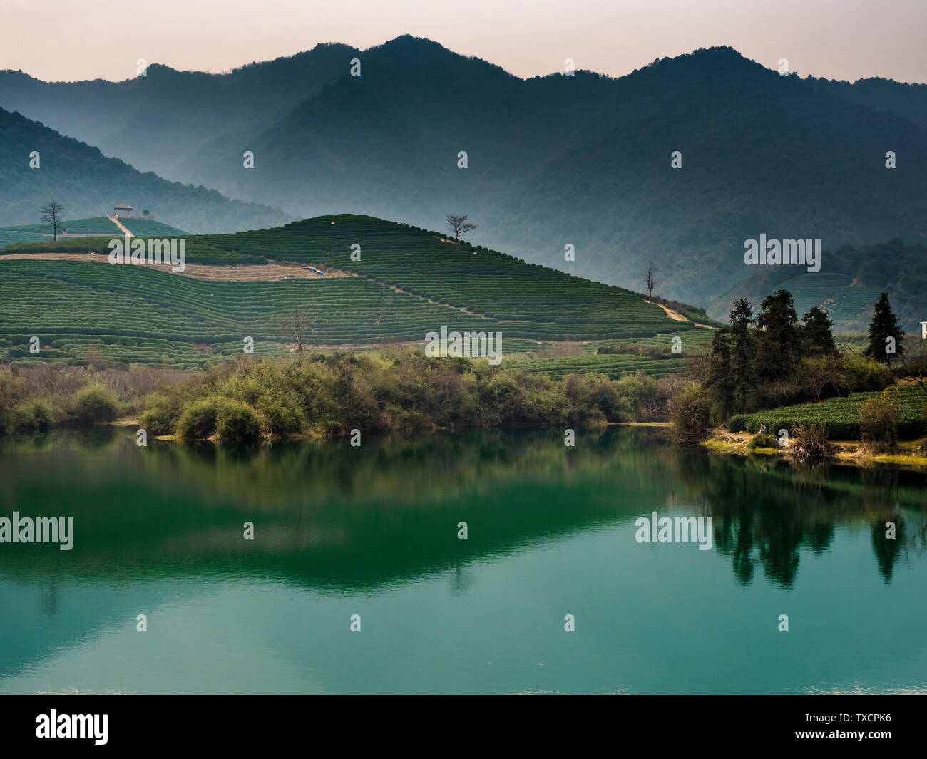 Longwu Tea Garden Stock Photo - Alamy