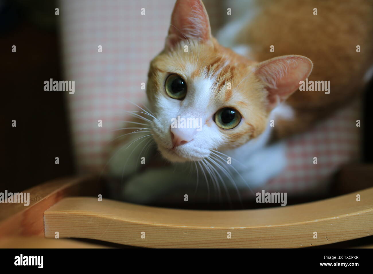 domestic ginger cat Stock Photo - Alamy